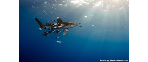 Top Reasons to Join the Red Sea REEF Trip this Summer | Reef ...