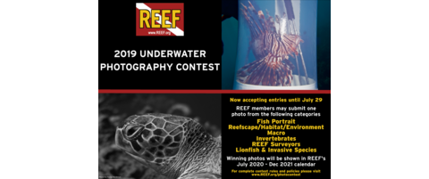 2019 REEF Photography Contest Now Accepting Entries! | Reef ...