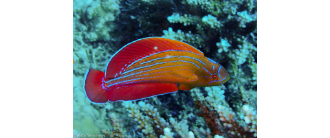 Join REEF in the Red Sea Next Summer | Reef Environmental Education ...