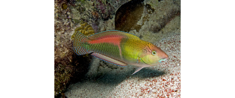 Fishinars This Summer - Learn About Bermuda Fishes and more | Reef ...