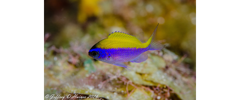 Fish of the Month: May 2020 | Reef Environmental Education Foundation