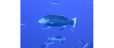 Research on Other Grouper Species During Grouper Moon Yields ...