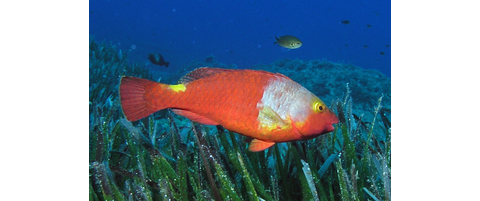 Common Fishes of the Mediterranean | Reef Environmental Education ...