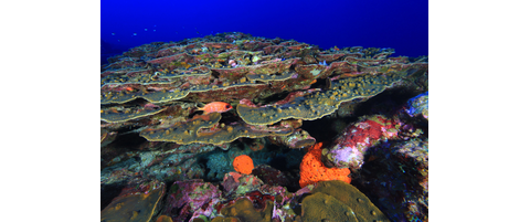 Flower Garden Banks National Marine Sanctuary (Gulf of Mexico) Field ...