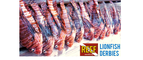 Lionfish Derbies | Reef Environmental Education Foundation