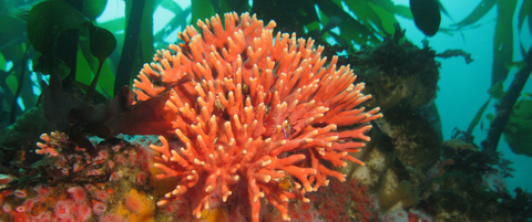 Reef Environmental Education Foundation | Conserving Oceans Through ...