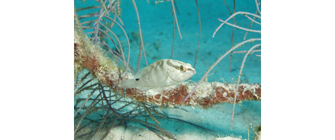 Baby Grouper Adrift! | Reef Environmental Education Foundation
