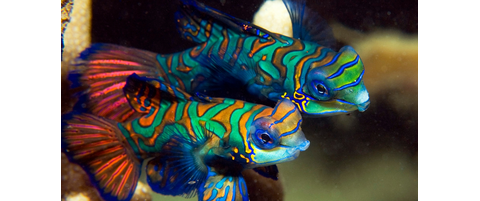 Yap Field Survey Trip | Reef Environmental Education Foundation