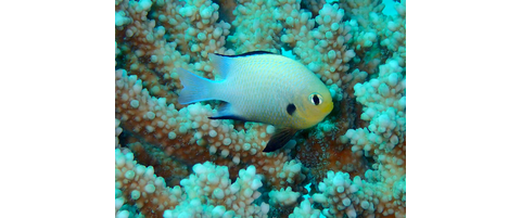 Marginate Dascyllus | Reef Environmental Education Foundation