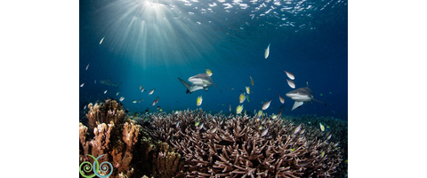 Misool Field Survey Trip | Reef Environmental Education Foundation