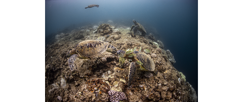 2020 REEF Underwater Photography Contest Winners | Reef Environmental ...