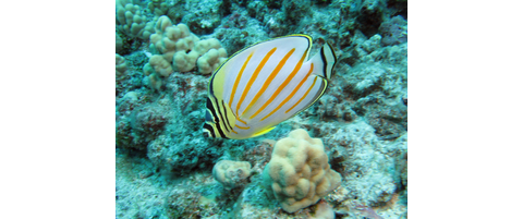 Fishinar - Fish that Say Aloha: Hawaii's Top 15 Fish | Reef ...