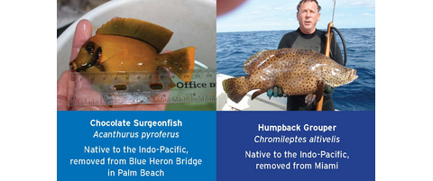 Invasive Species Program | Reef Environmental Education Foundation