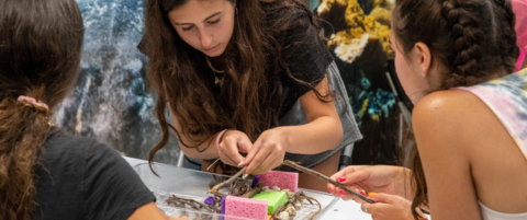 REEF Discovery Programs - In Person and Virtual | Reef Environmental ...