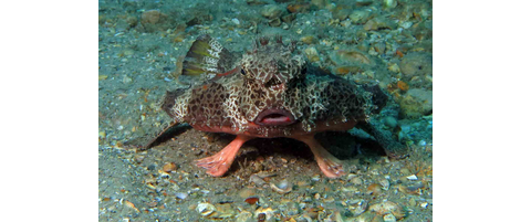 Weird St. Vincent Fish | Reef Environmental Education Foundation