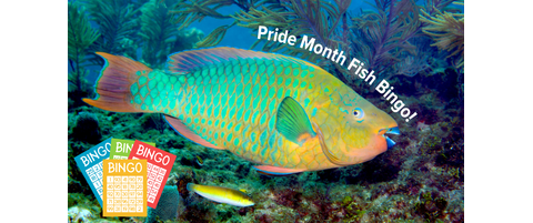 Ocean After Hours- Pride Month Fish Bingo | Reef Environmental ...