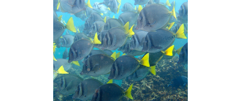 Common (But Harder to See) Fishes of Costa Rica | Reef Environmental ...