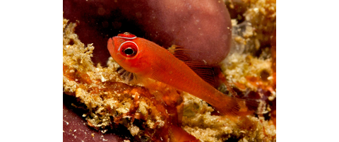 Fishinar - Dwarf and Pygmy Gobies of Fiji | Reef Environmental ...