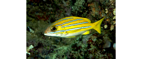 Look Twice--and Take Pictures! Tropical Pacific Fish Lookalikes | Reef ...