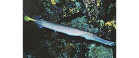 Trumpetfish | Reef Environmental Education Foundation