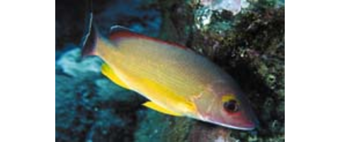 Blacktail Snapper | Reef Environmental Education Foundation