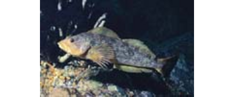 Kelp Greenling | Reef Environmental Education Foundation