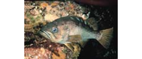 Olive Rockfish | Reef Environmental Education Foundation