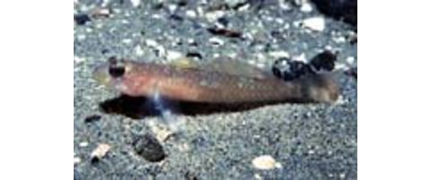 Blackeye Goby | Reef Environmental Education Foundation
