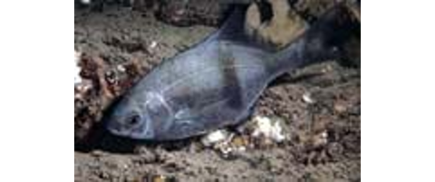 Pile Perch | Reef Environmental Education Foundation