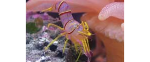Candy Stripe Shrimp | Reef Environmental Education Foundation