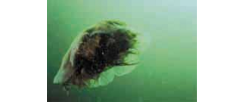 Sea Blubber | Reef Environmental Education Foundation