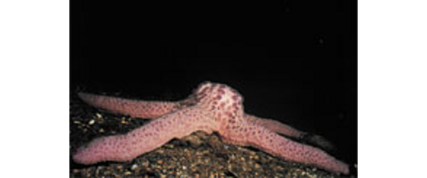 Spiny Pink Star | Reef Environmental Education Foundation
