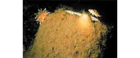 Chimney Sponge | Reef Environmental Education Foundation