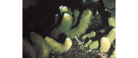 Chimney Sponge | Reef Environmental Education Foundation