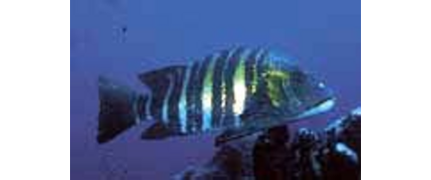 Barred Pargo | Reef Environmental Education Foundation