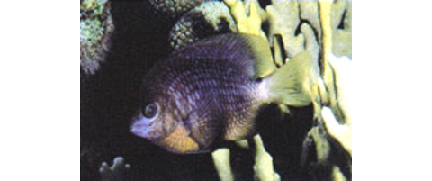 Cocoa Damselfish, Cocoa Damselfish (Adult), Cocoa Damselfish (Juvenile ...