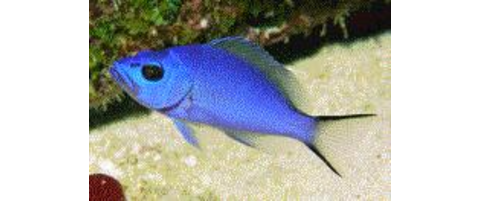 Blue Hamlet | Reef Environmental Education Foundation