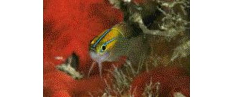 Threeline Basslet | Reef Environmental Education Foundation