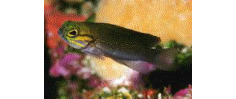 Yellowcheek Basslet | Reef Environmental Education Foundation