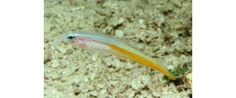 Seminole Goby | Reef Environmental Education Foundation