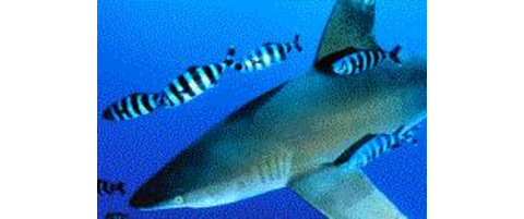 Pilot Fish | Reef Environmental Education Foundation