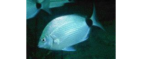 Spottail Pinfish, Spottail Pinfish | Reef Environmental Education ...