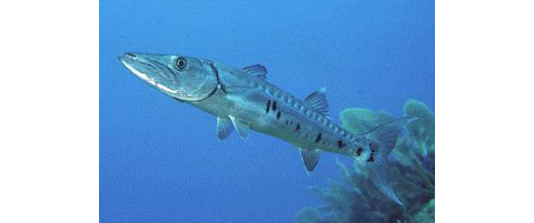 Great Barracuda | Reef Environmental Education Foundation