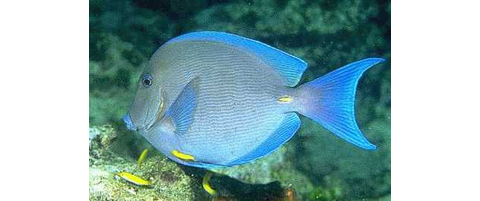 Blue Tang, Blue Tang, Blue Tang | Reef Environmental Education Foundation