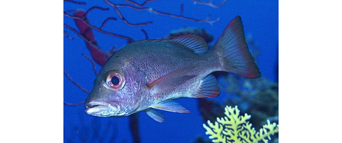 Mahogany Snapper, Mahogany Snapper | Reef Environmental Education ...