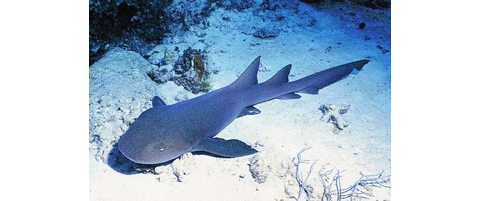 Nurse Shark, Nurse Shark | Reef Environmental Education Foundation