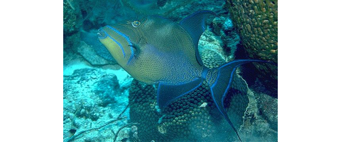 Queen Triggerfish, Queen Triggerfish | Reef Environmental Education ...