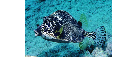 Smooth Trunkfish, Smooth Trunkfish | Reef Environmental Education ...