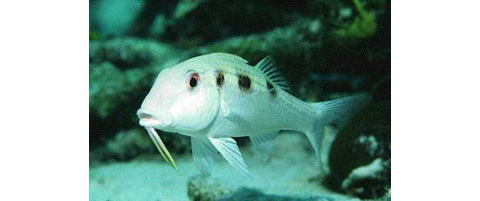 Spotted Goatfish | Reef Environmental Education Foundation