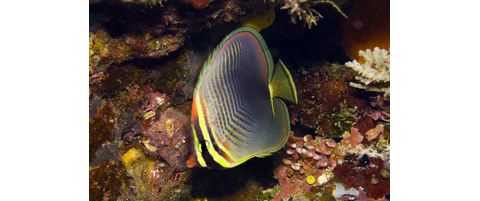 Eastern Triangular Butterflyfish | Reef Environmental Education Foundation